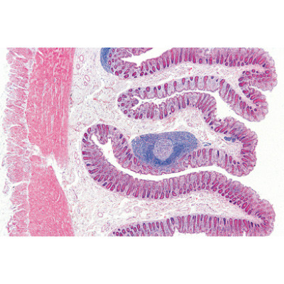 3B Scientific Human and Mammal Digestive Systems - English Microscope ...