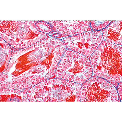 Microscope Slides Digestive System