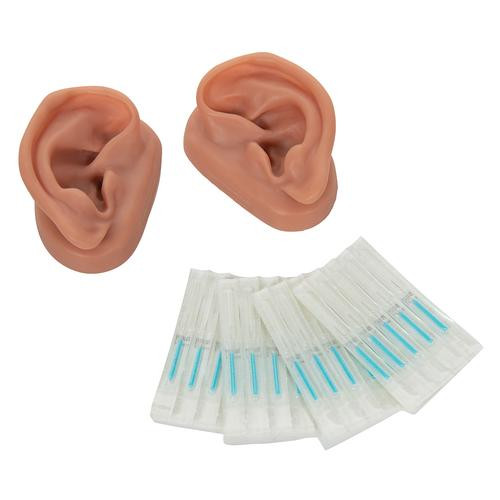 3B Scientific Acupuncture Right Ear Model | Anatomy Warehouse