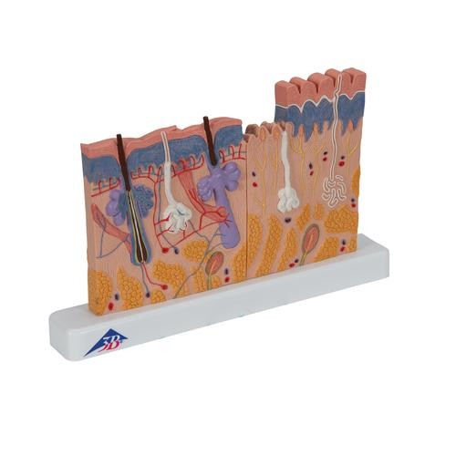 Anatomy Model Skin Section