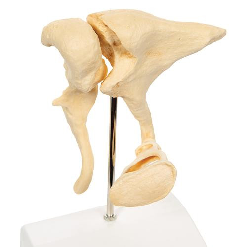 3B Scientific Ossicle Model, 20 Times Life Size Bonelike | Anatomy ...