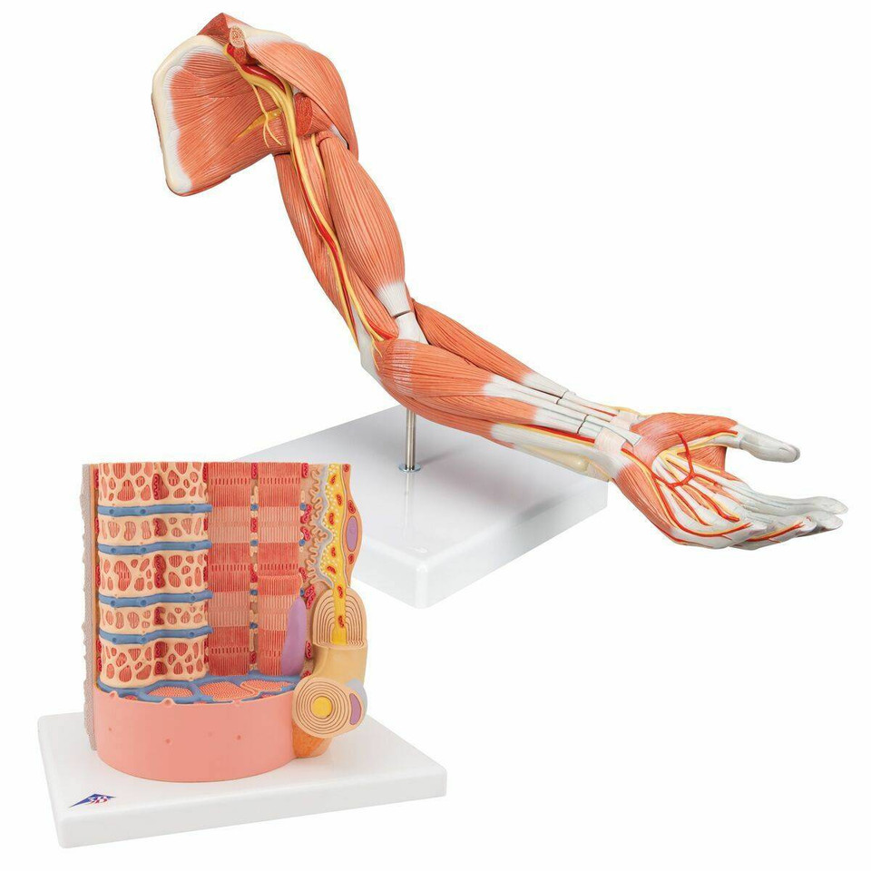 3B Scientific Muscle Anatomy Model Set | Anatomy Warehouse