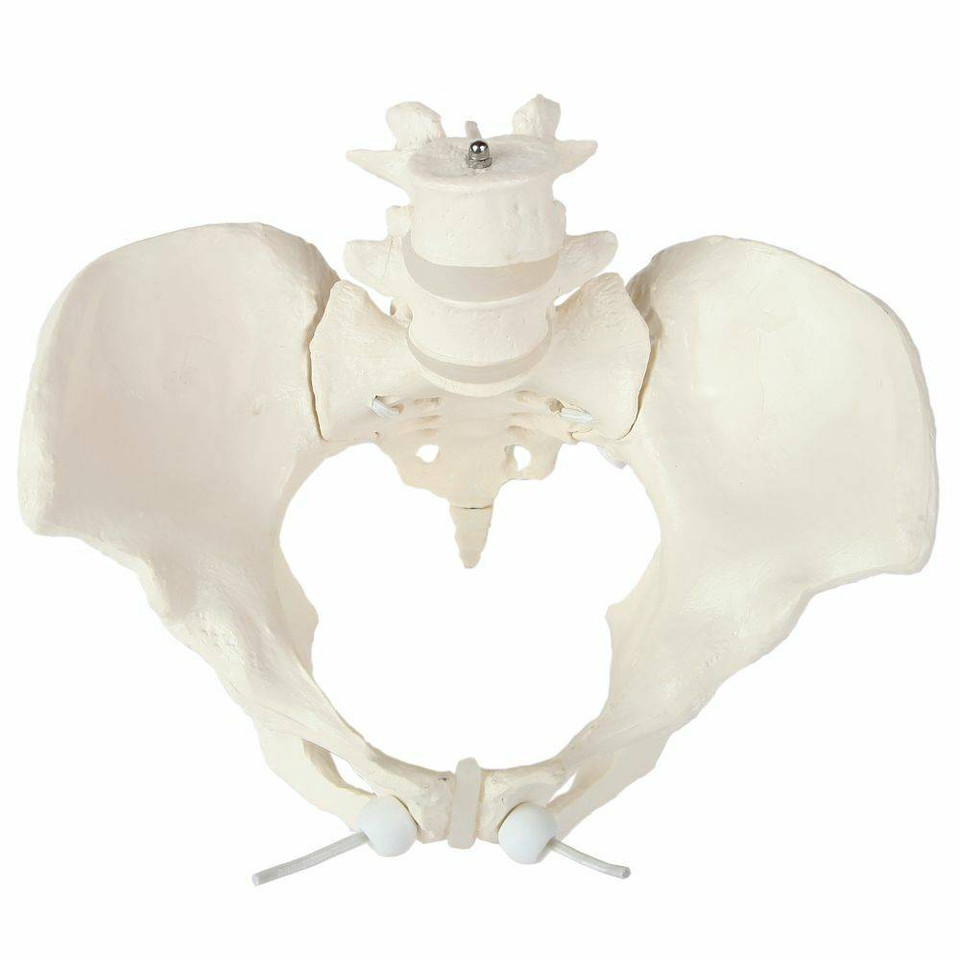 Anatomy Model Pelvis Female Skeleton