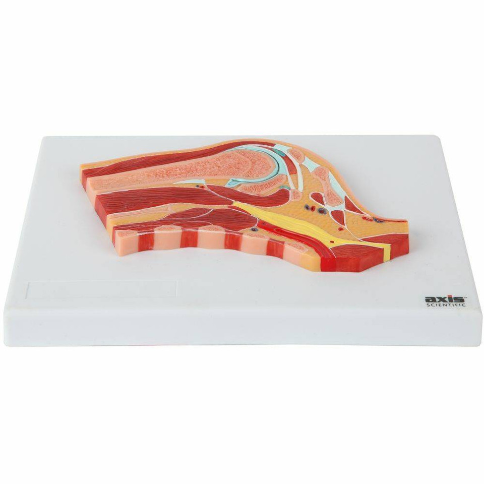 Muscled Shoulder Joint Model | Axis Scientific | Anatomical Models