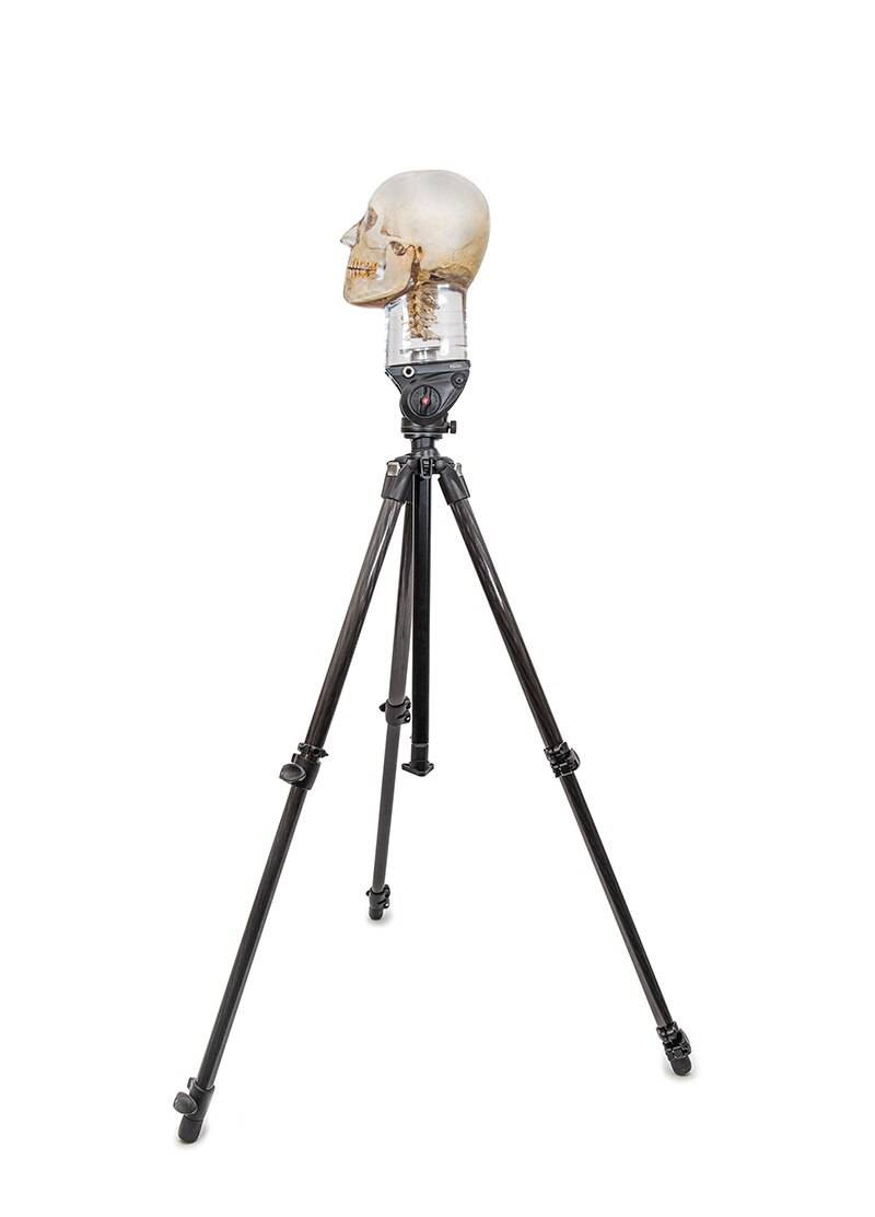 X-Ray Phantom Head With Cervical Vertebrae, Transparent