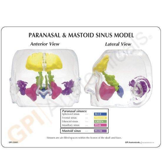 GPI Anatomicals Clear Full Sinus Anatomy Model | Anatomy Warehouse