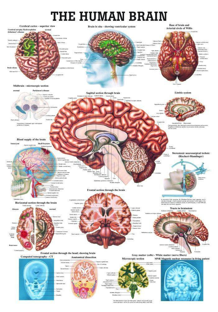 Rudiger Anatomie The Human Brain Laminated Anatomy Chart | Anatomy ...
