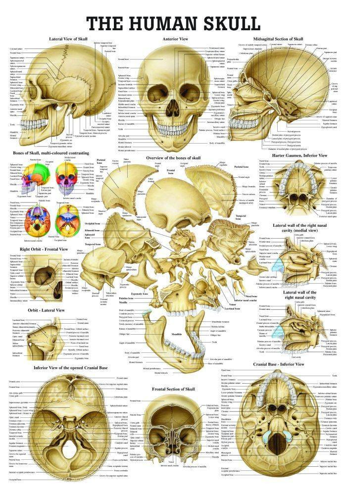 Rudiger Anatomie The Human Skull Laminated Anatomy Chart | Anatomy ...