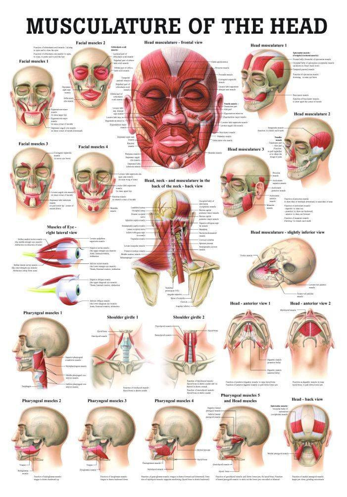 Rudiger Anatomie Muscles of the Head Laminated Anatomy Chart | Anatomy ...