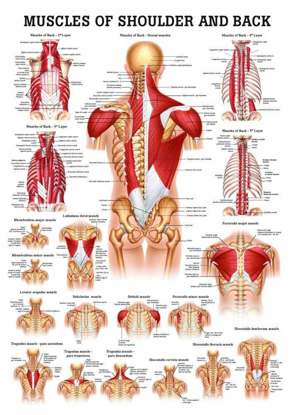 Muscles of Buttock, Hip and Pelvis Laminated Anatomy Chart