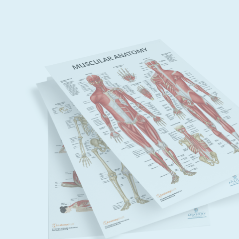 Anatomy Warehouse | Anatomical Models, Anatomy Charts, Manikins ...
