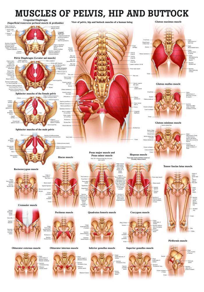 pelvic muscles anatomy