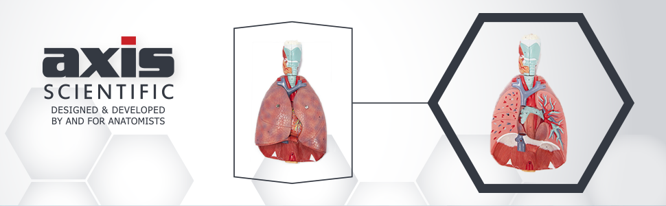 7-Part Lung, Larynx, and Heart Model | Axis Scientific | Anatomical Models
