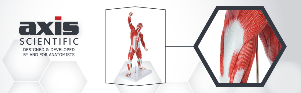 Miniature Muscular Figure Model | Axis Scientific | Anatomical Models