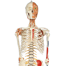 Popular Human Anatomy Models and Posters