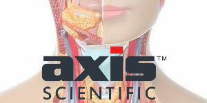Deals and Savings at Anatomy Warehouse | Shop Anatomy Models and ...