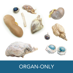 Preserved Specimens - Anatomy Warehouse