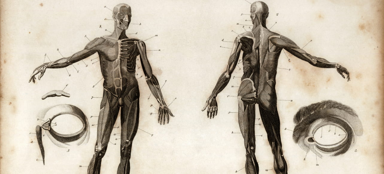 Medical History: Anatomy Models, from Antique to Modern-Day - Anatomy ...