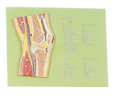 SOMSO Section through the Knee Joint Anatomy Model | Anatomy Warehouse