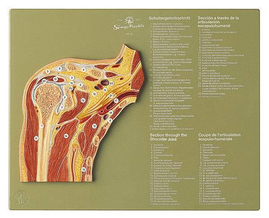 SOMSO Section through the Shoulder Joint Anatomy Model | Anatomy Warehouse
