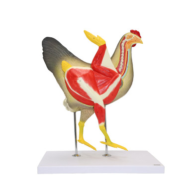 Anatomy Lab Chicken (Gallus gallus domesticus) Anatomy Model | Anatomy ...