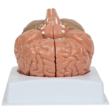 Anatomy Lab Basic 2-Part Brain Model Anatomy Model | Anatomy Warehouse