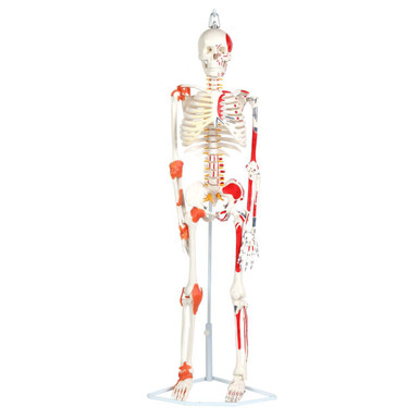 Anatomy Lab Miniature Human Skeleton Anatomy Model with Ligaments ...