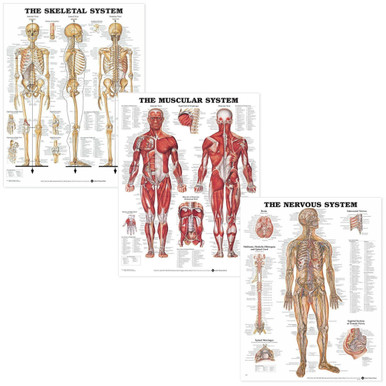 Anatomical Chart Company Introductory Anatomy Chart Set | Anatomy Warehouse