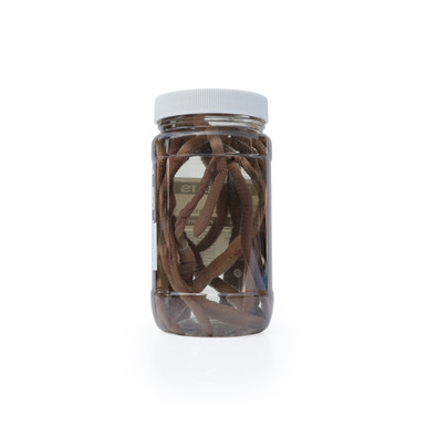 Anatomy Lab Preserved Earthworm Specimen for Dissection, 8-10 Inches ...