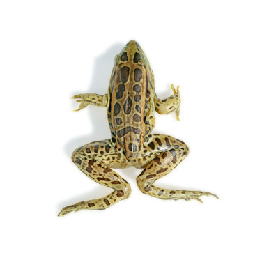 Anatomy Lab Preserved Grass Frog Specimen for Dissection, Vacuum Packed ...
