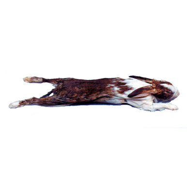 Anatomy Lab Preserved Rabbit Specimen, 14 or More Inches, Double ...