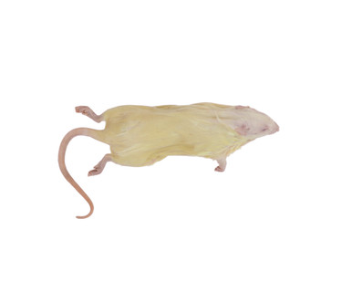 Anatomy Lab Preserved Rat Specimen, 7-9 Inches, Vacuum Packed | Anatomy ...