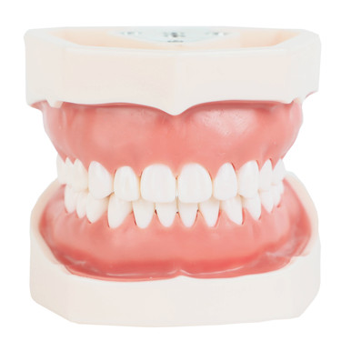 Axis Scientific Dental Typodont Model | Anatomy Warehouse