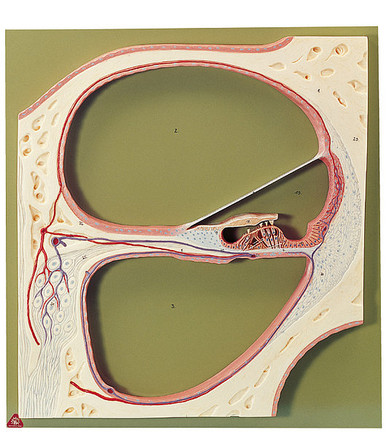 Organ Of Corti Model