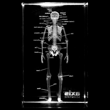 Axis Scientific 3D Etched Glass Human Skeleton Model | Anatomy Warehouse