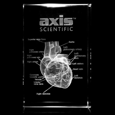 Axis Scientific 3D Etched Glass Human Heart Model | Anatomy Warehouse
