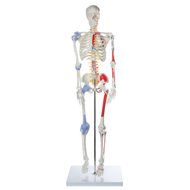 Axis Scientific 33" Flexible Miniature Skeleton with Half Muscular ...