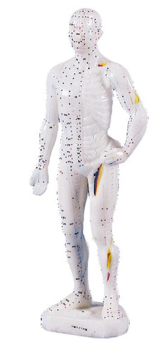 Erler-Zimmer Chinese Acupuncture Figure, Male, 26 cm. | Anatomy Warehouse
