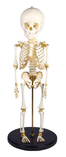 Erler-Zimmer 14 to 16-Month Old Child Skeleton | Anatomy Warehouse