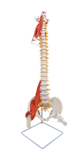 Axis Scientific Life-Size Human Spine with Vertebrae, Nerves, Pelvis ...