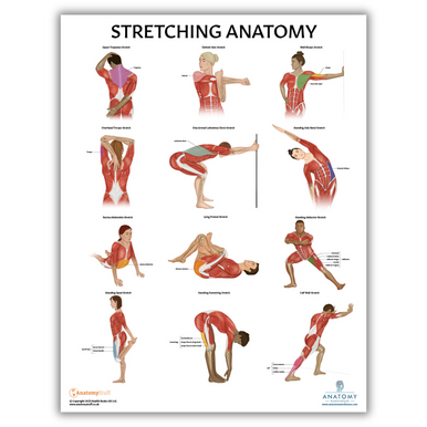 Anatomy Lab Stretching Laminated Poster | Anatomy Warehouse