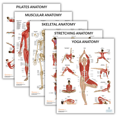Anatomy Lab Human Skeletal and Muscular Systems with Yoga, Pilates, and ...