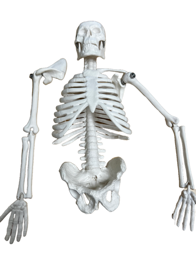 Anatomy Lab - Essential Micro 19" Desktop Skeleton - Used, Sold As-Is