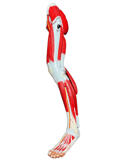 Axis Scientific - Premium Life-Size Human Leg Musculature - Used, Sold ...