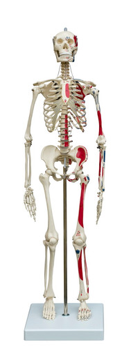 Rudiger Anatomie Premium Miniature Skeleton with Painted Muscle Origins ...