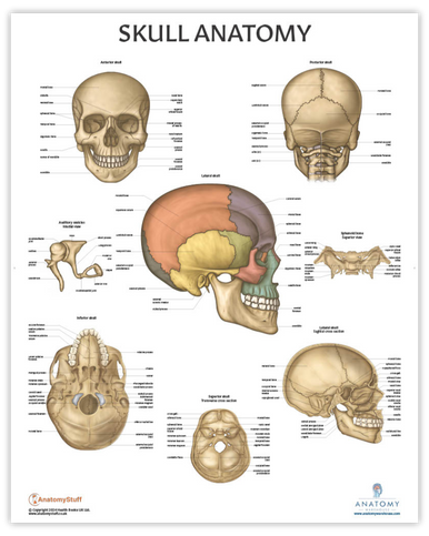 Anatomy Lab Human Skull Anatomy Laminated Poster | Anatomy Warehouse