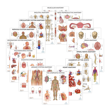 Anatomy Lab Human Anatomy Laminated Poster Set | Anatomy Warehouse