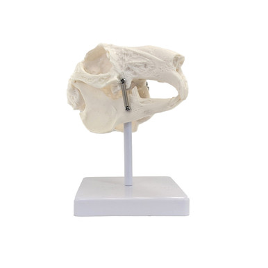 Axis Scientific Rabbit Skull Anatomy Model, Natural Size, 2-Parts ...