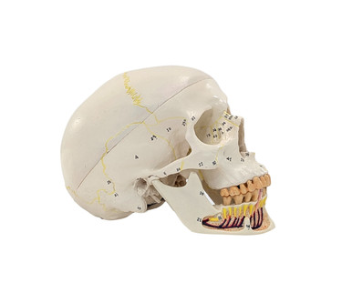 Axis Scientific Skull with Exposed Mandible, 3-Parts, Numbered, Life ...