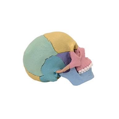 Axis Scientific Didactic Mini Skull Anatomy Model, 15 Parts | Anatomy ...